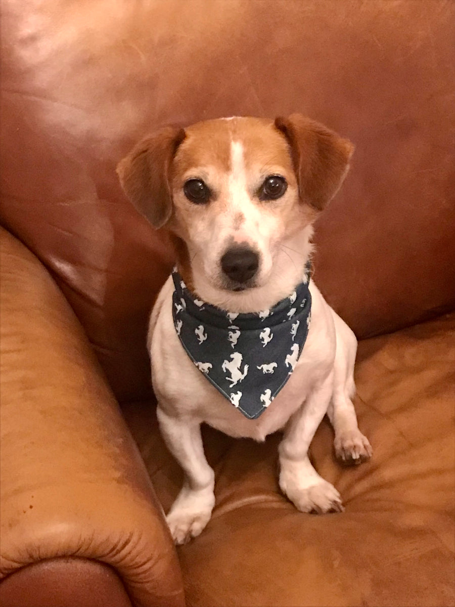 Denim dog bandana store